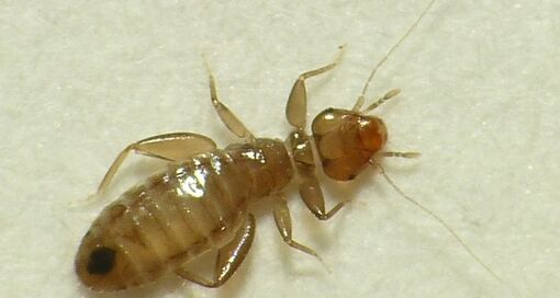 [London, UK] Found lots of these in my new flat : r/whatsthisbug