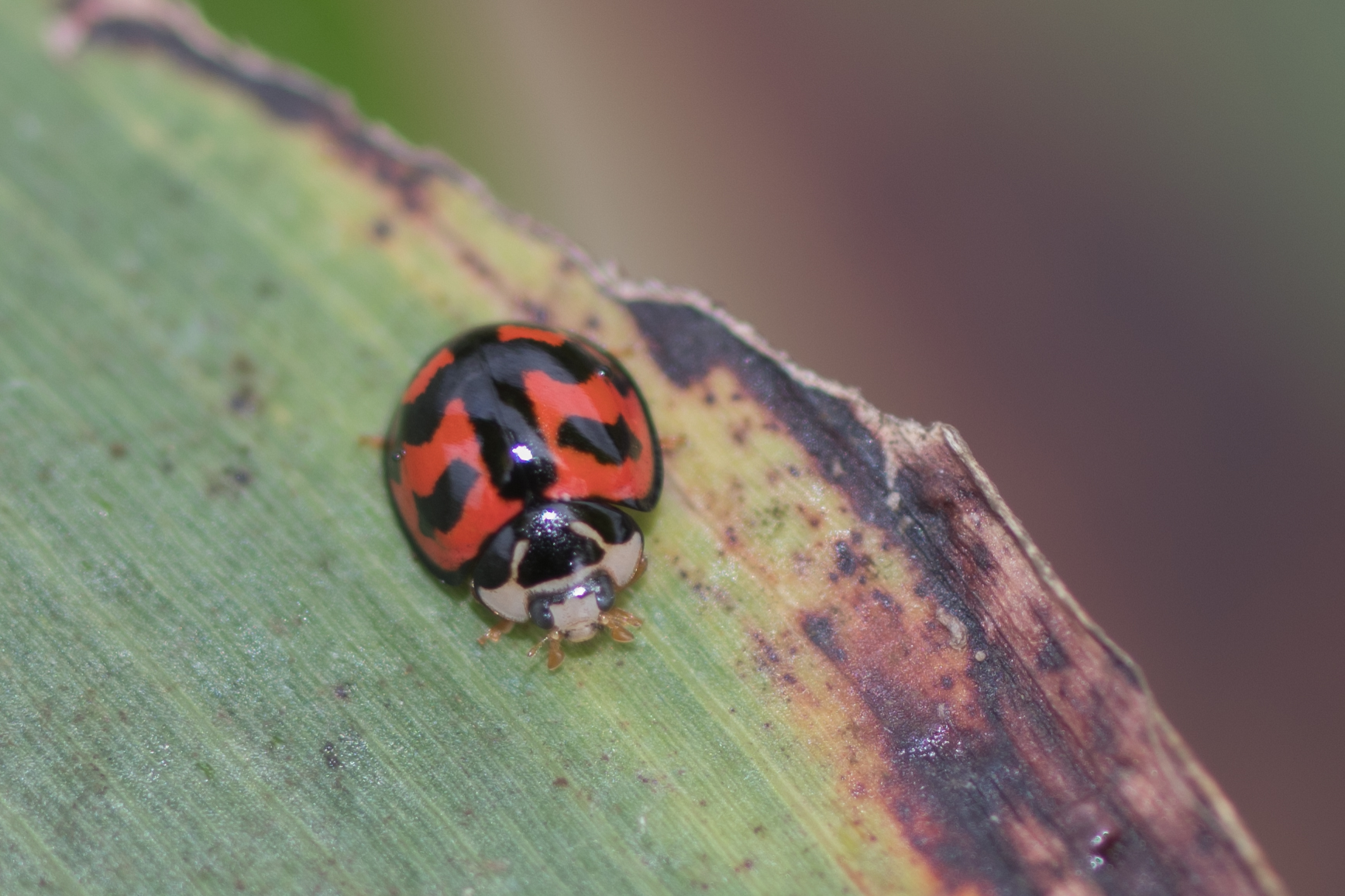 Dutch Caribbean Species Register | Overview of the biodiversity of ...