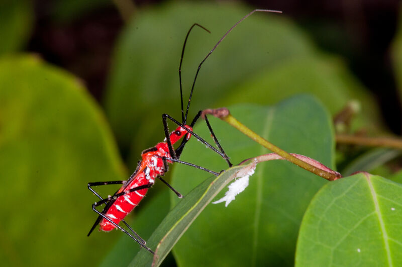 Naturalis Bioportal